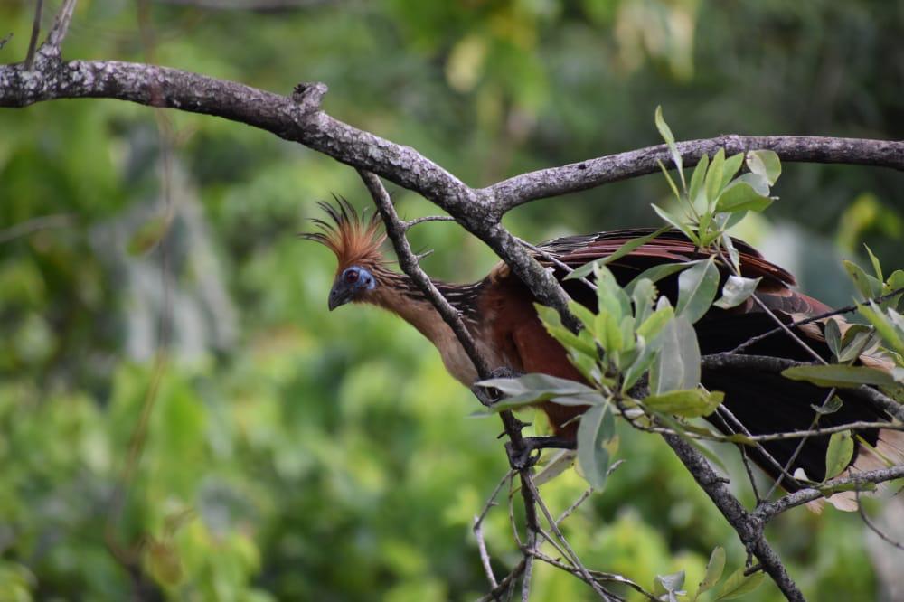 Tour Canje Creek Guyana | BLACKWATER ADVENTURES